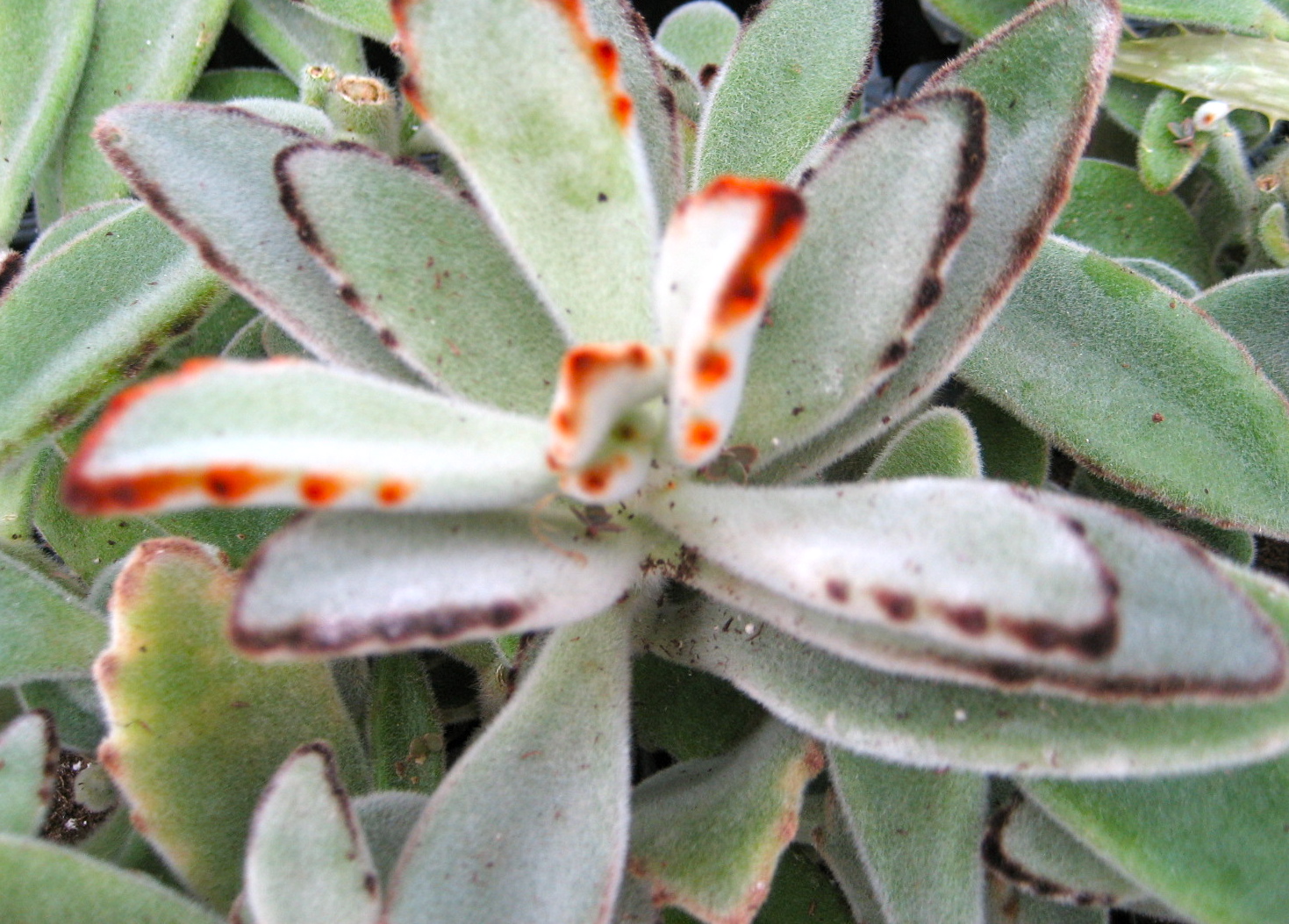 Kalanchoe tomentosa 'Panda Plant'