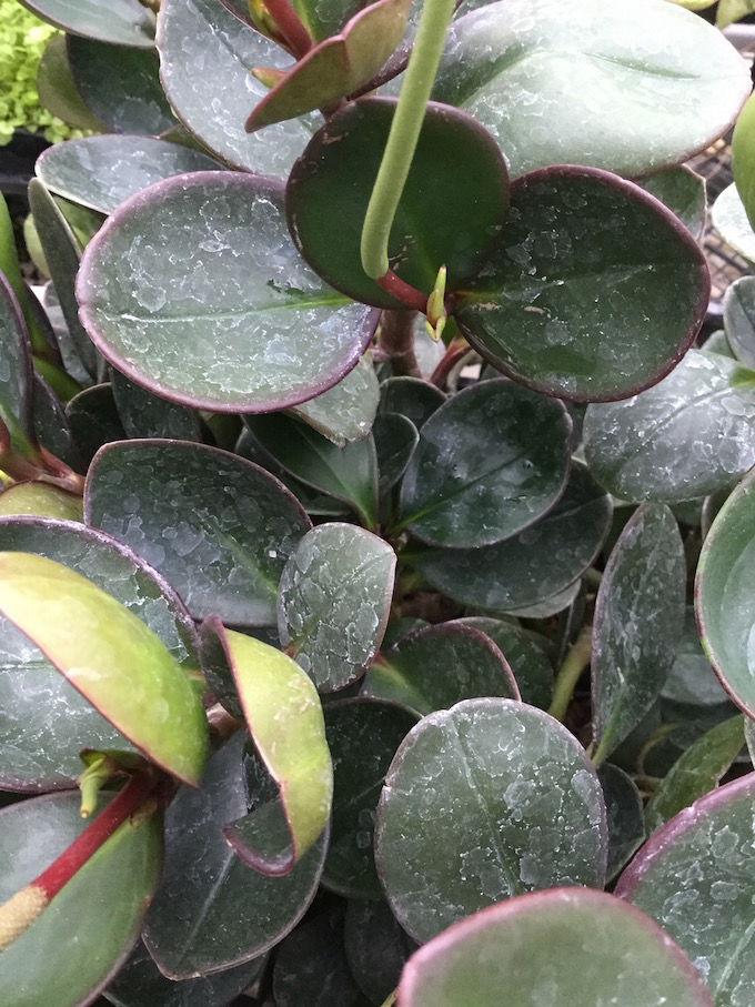 Peperomia clusiifolia Red Margin