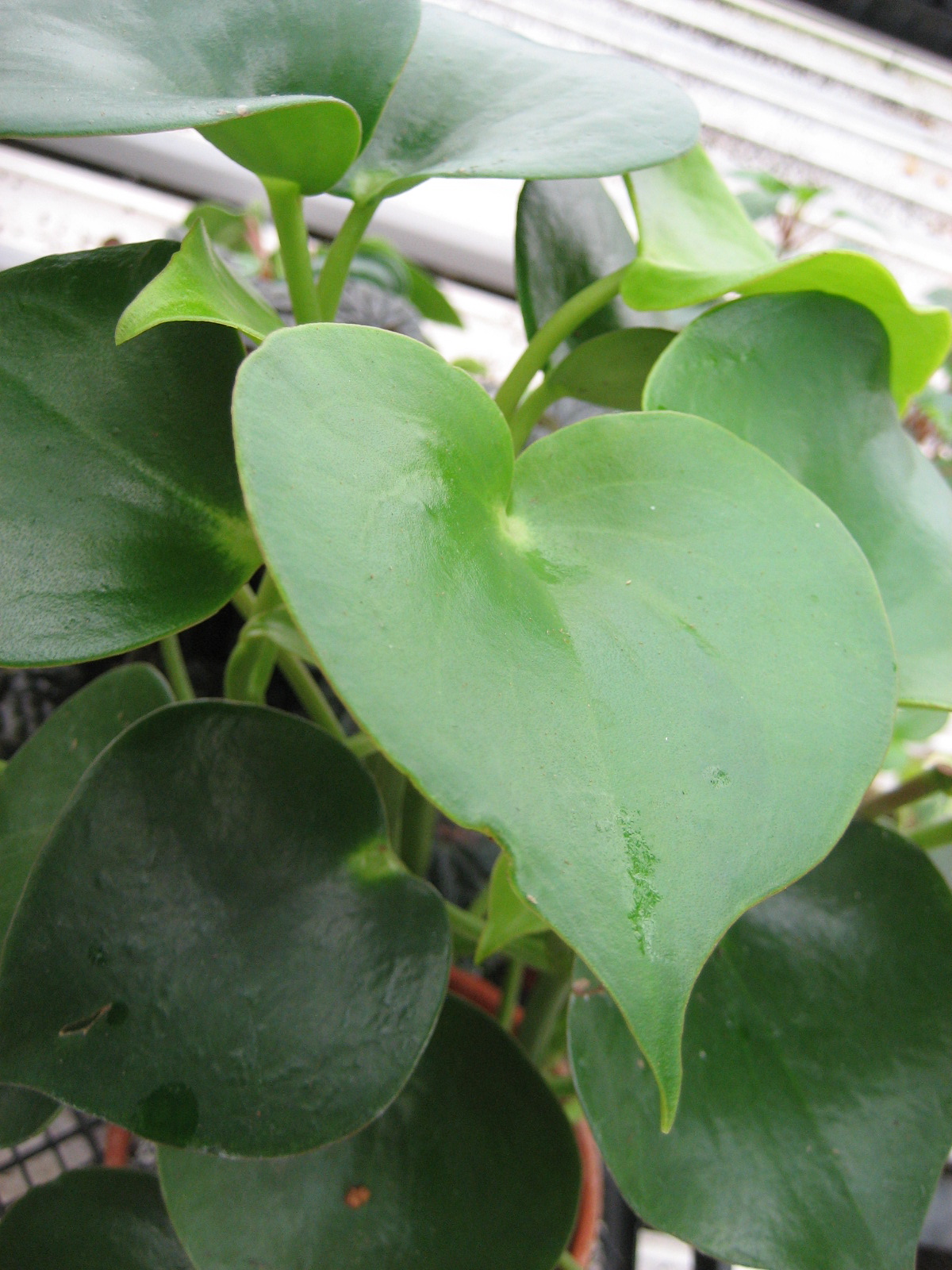 Peperomia polybotrya