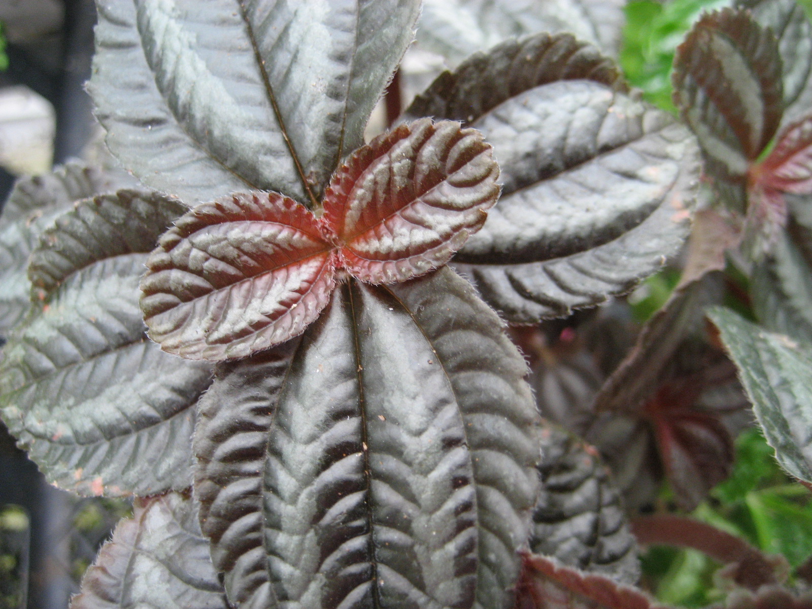 Pilea involucrata 'Friendship Plant'