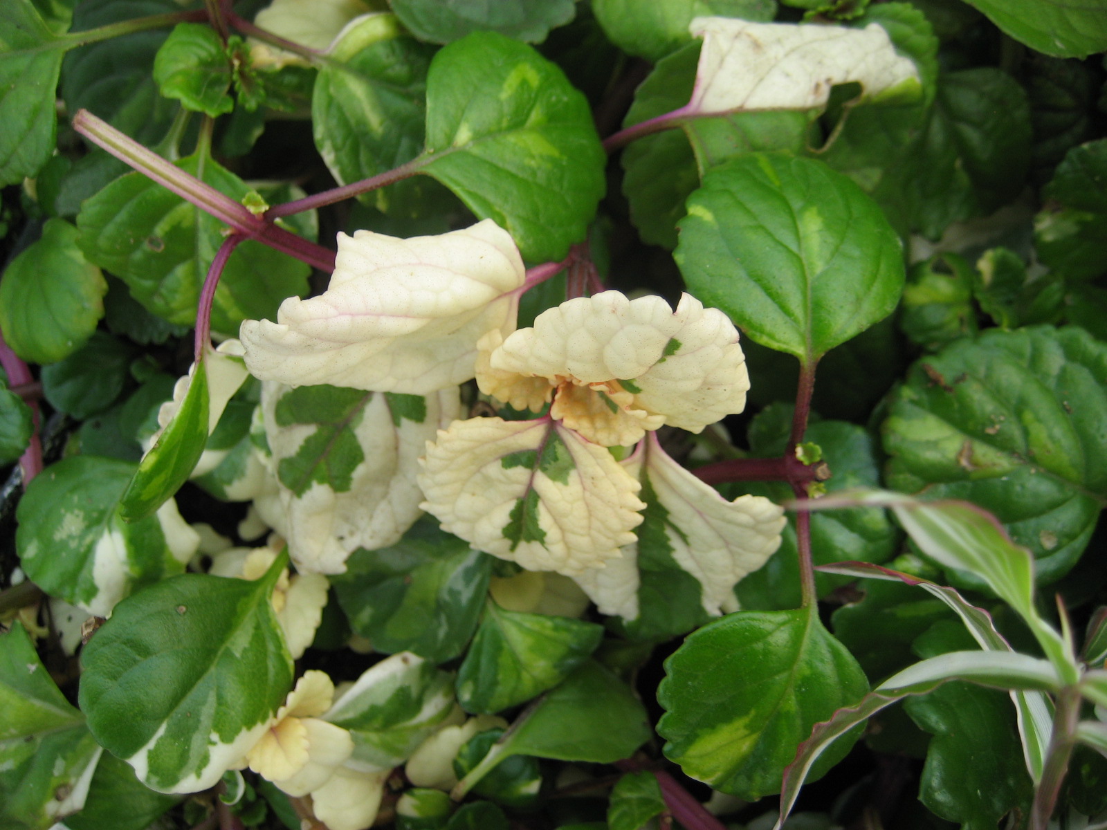Plectranthus australis variegated Swedish Ivy