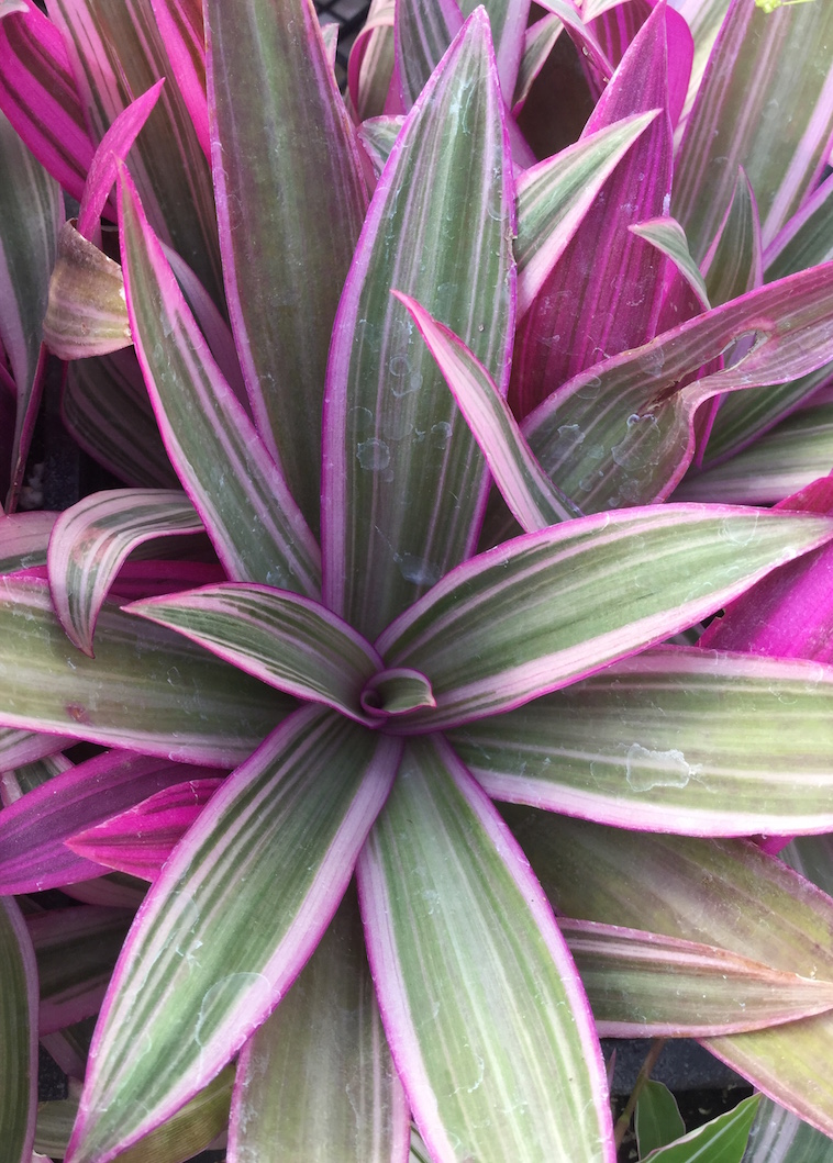 Rhoeo Bermudensis variegated pink