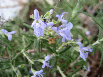 Rosemary officinalis 'Irene'