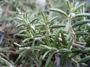Rosemary officinalis 'Golden Rain'