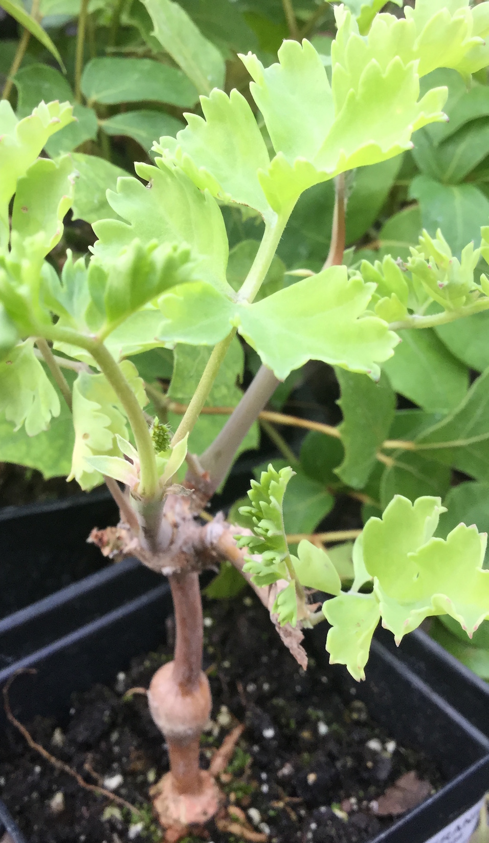 Scented Geranium Knotted Stem