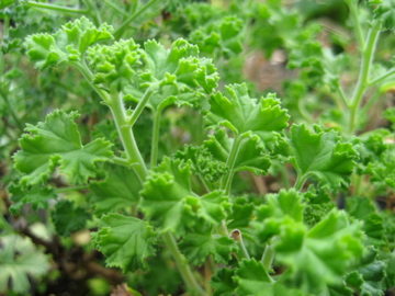 Scented Geranium Lemon Crispum (pelargonium cv.)