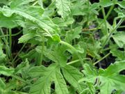 Scented Geranium Rober's Lemon Rose (pelargonium cv.)