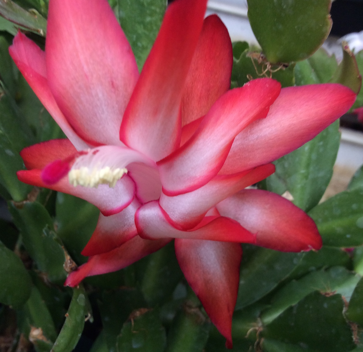 Schlumbergera Exotic Dancer