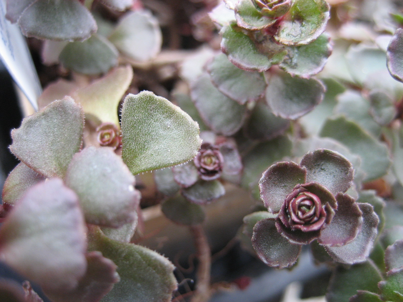 Sedum spurium