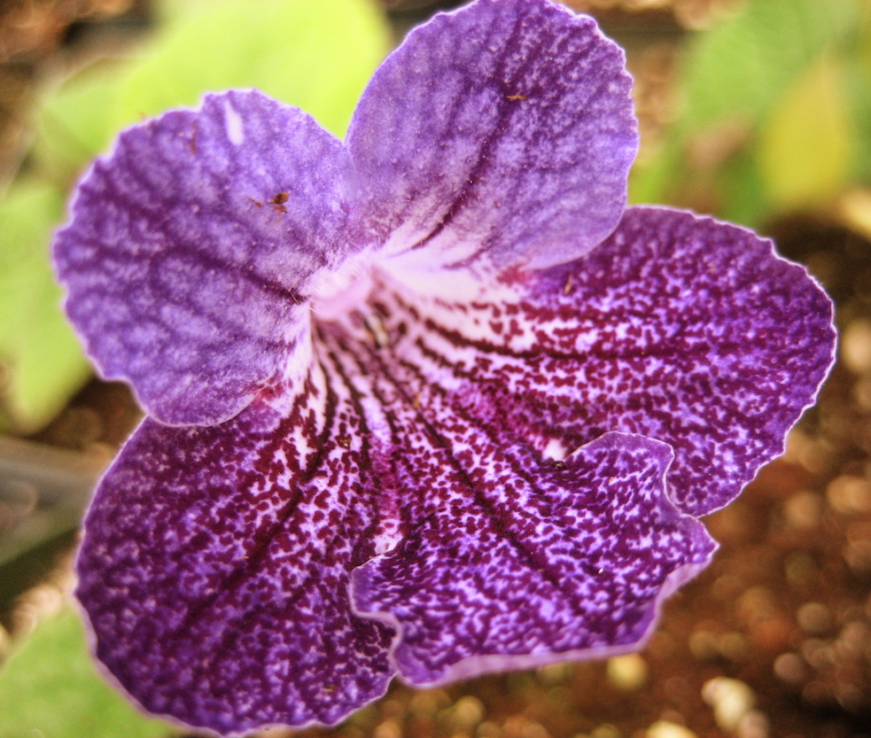 Streptocarpus Frazzle Dazzle