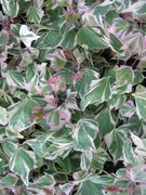 Sweet Potato Vine 'Tricolor'
