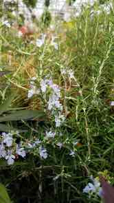 Rosemary officinalis 'prostratus' Trailing