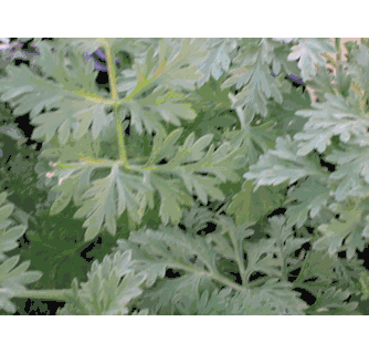 Rue Plant Wormwood: Cultivation, Harvest & Uses Wormwood Herb