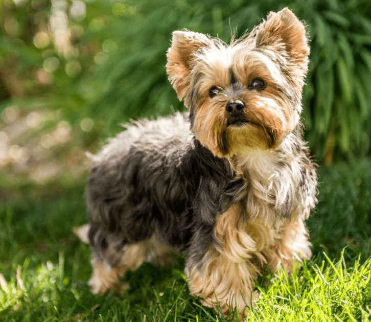 Millie - Team Helper