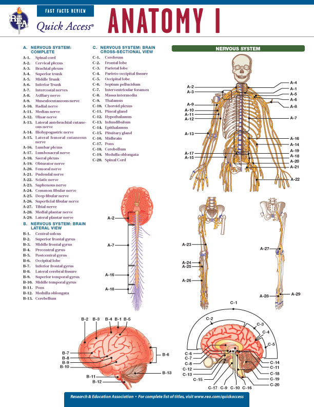 Anatomy 1 - REA's Quick Access Reference Chart