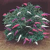 Butterfly Bush