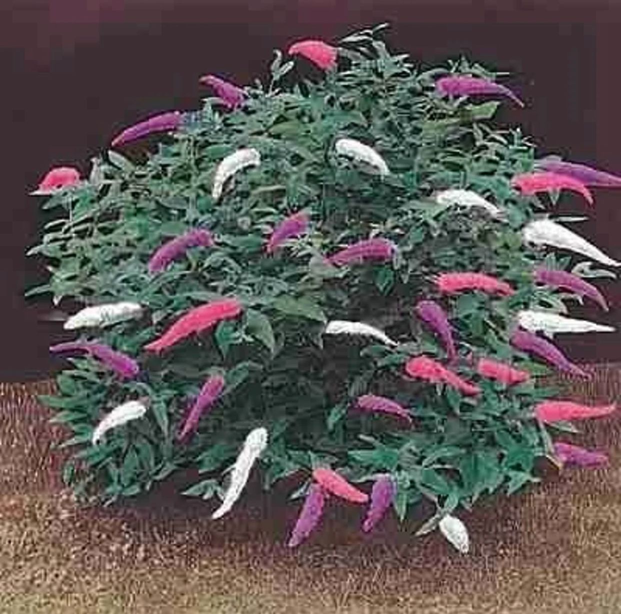 3-IN-1 Butterfly Bush Buddleia quart pot