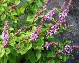 African Blue Basil Live Plant