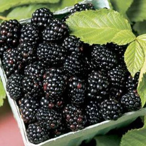 Arapaho Thornless Blackberry Plant