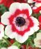 Bicolor Anemone coronaria 10 Bulbs