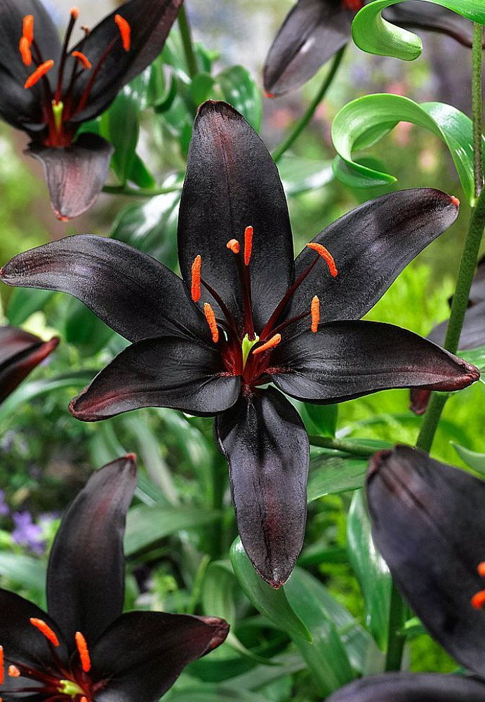 Black Pearl Asiatic Lily - 3 Bulbs 13/15cm - Darkest Lily in the World