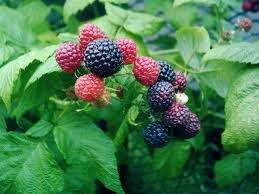 Black Raspberry Plants