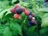 Black Raspberry Plants