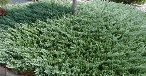 Blue Pacific Juniper