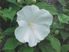 Blue River II Rose Mallow Perennial - Hibiscus - 3" Pot