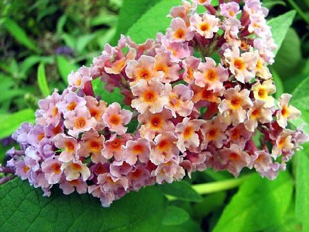 Buddleia Bi-Color Butterfly Bush 4 inch pot