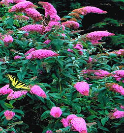 Buddleia Pink Delight