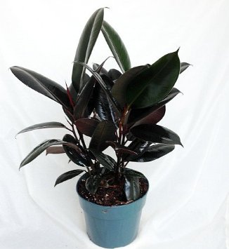 Burgundy Rubber Tree Plant - Ficus elastica