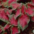 Caladium Bulbs Frieda Hemple 3 Bulbs