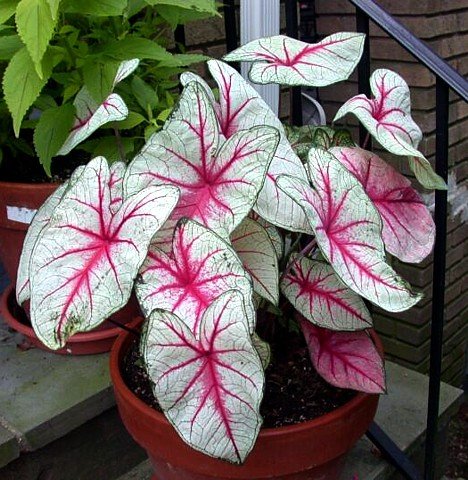 Caladium White Queen 3 Bulbs - Frosty White/Green/Red