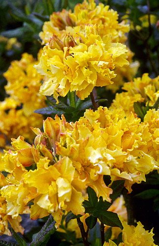 Deciduous Exbury Azalea Cheerful Giant