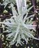 Dwarf Curry Herb Plant - Helichrysum - 3" Pot
