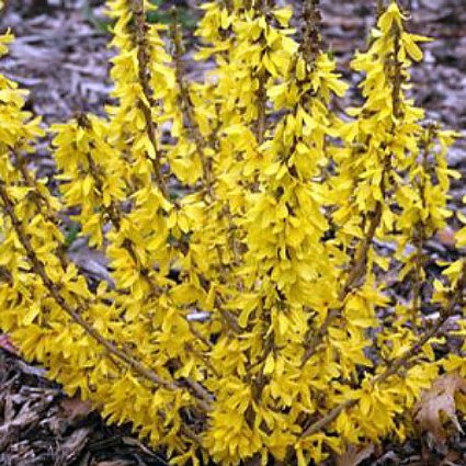 Dwarf Forsythia Shrub - Compact - Hardy
