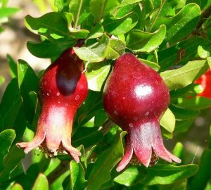 Dwarf Pomegrante Tree