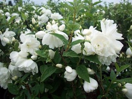 Dwarf Snow White Mockorange - Philadelphus