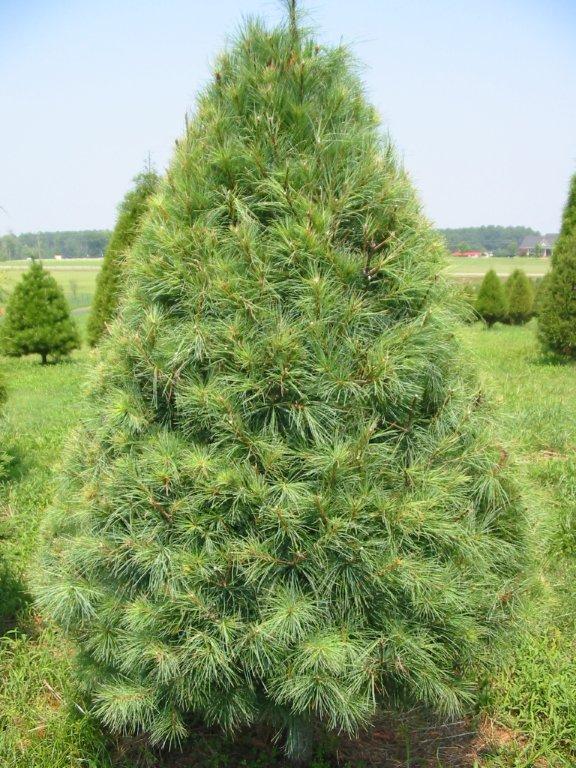 Eastern White Pine