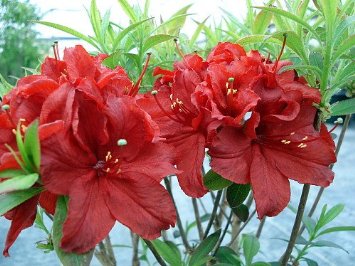 Exbury Azalea Arneson Rub