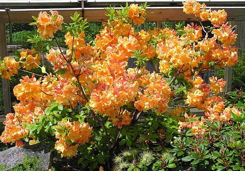 Exbury Azalea Klondyke