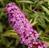 Flutterby Lavender Butterfly Bush - Buddleia