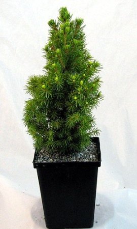 Gold Tip White Spruce Bonsai Tree - Picea glauca - 4" Pot