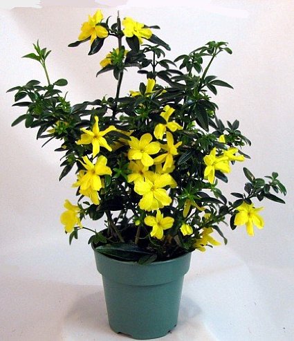 Golden Primrose Jasmine - Stunning Yellow Blooms