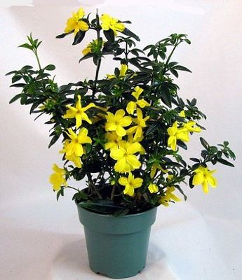 Golden Primrose Jasmine - Stunning Yellow Blooms