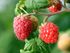 Heritage Red Raspberry Bushes