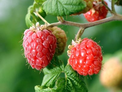 Heritage Red Raspberry Bushes