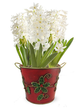 Holiday Hyacinth Gift