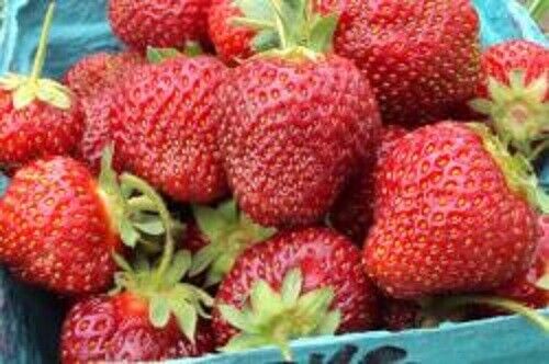 Honeoye Junebearing Strawberry Plant